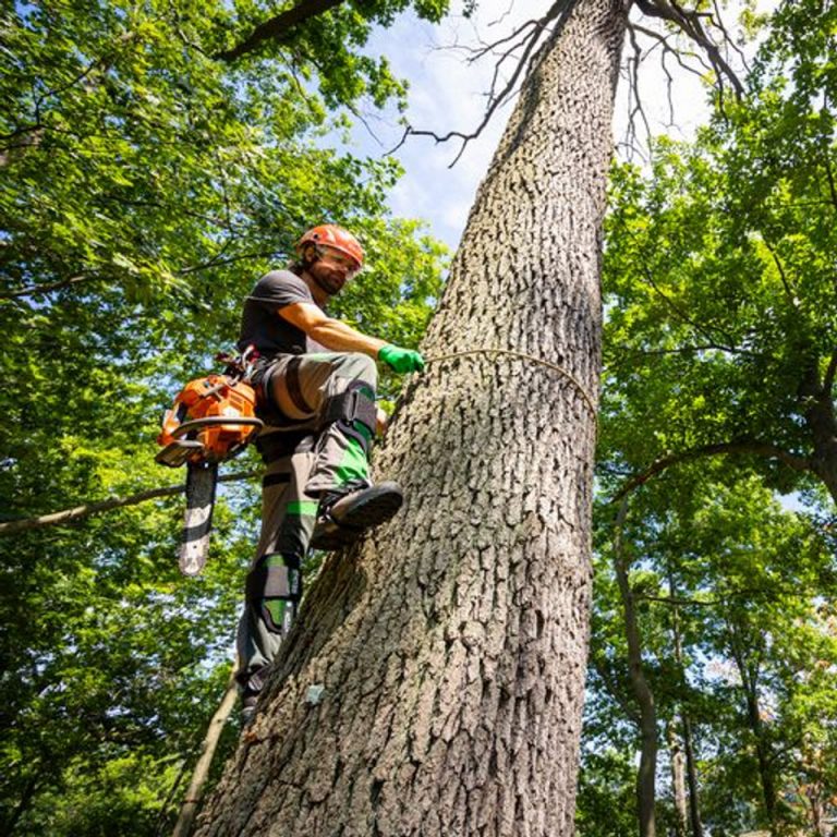 Notch Gecko Carbon Fiber 2.0 Climbing Spurs / Spikes - Honey Brothers